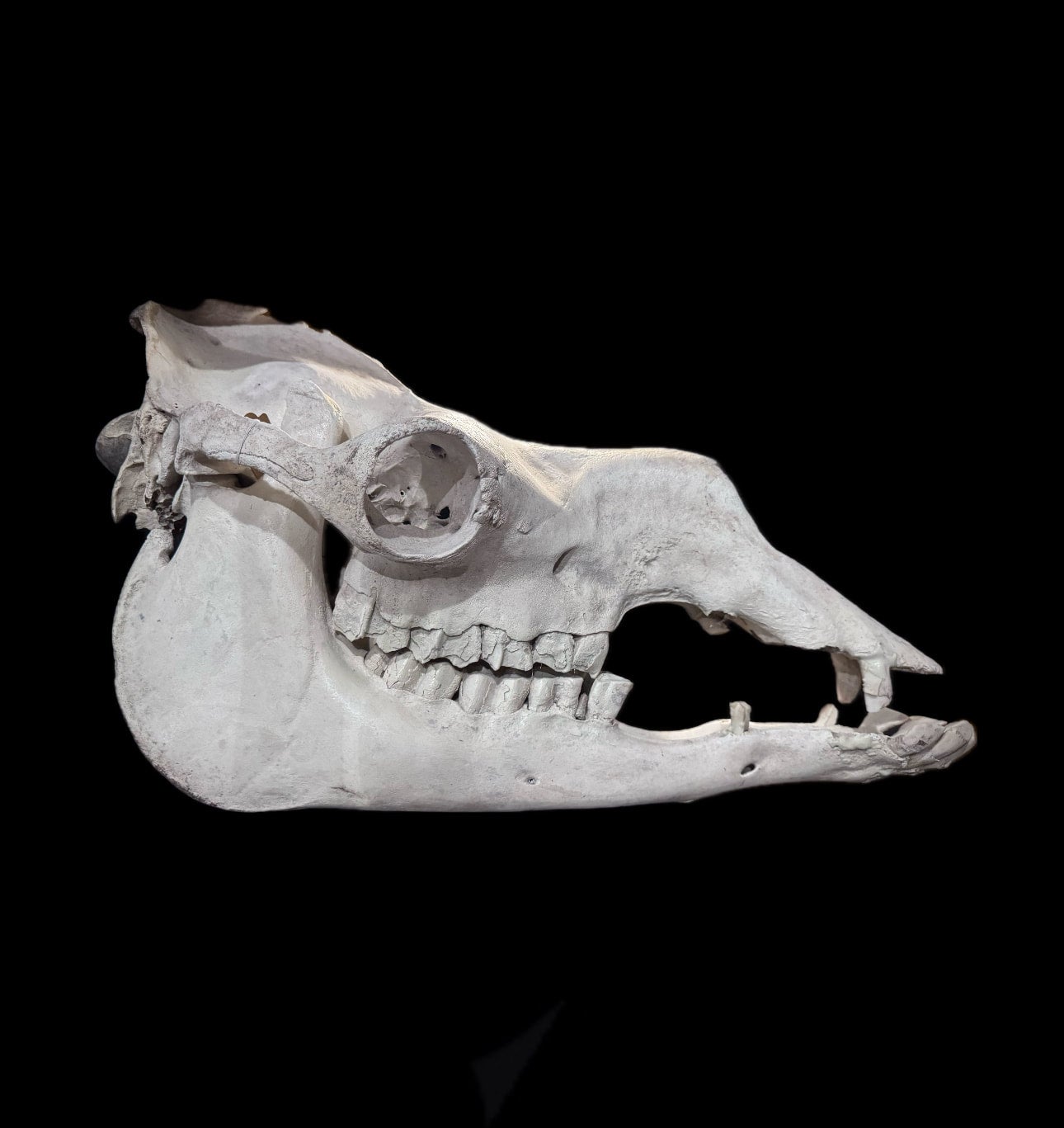 Camel Skull | The Wunderkammer Olde Curiosities Shoppe