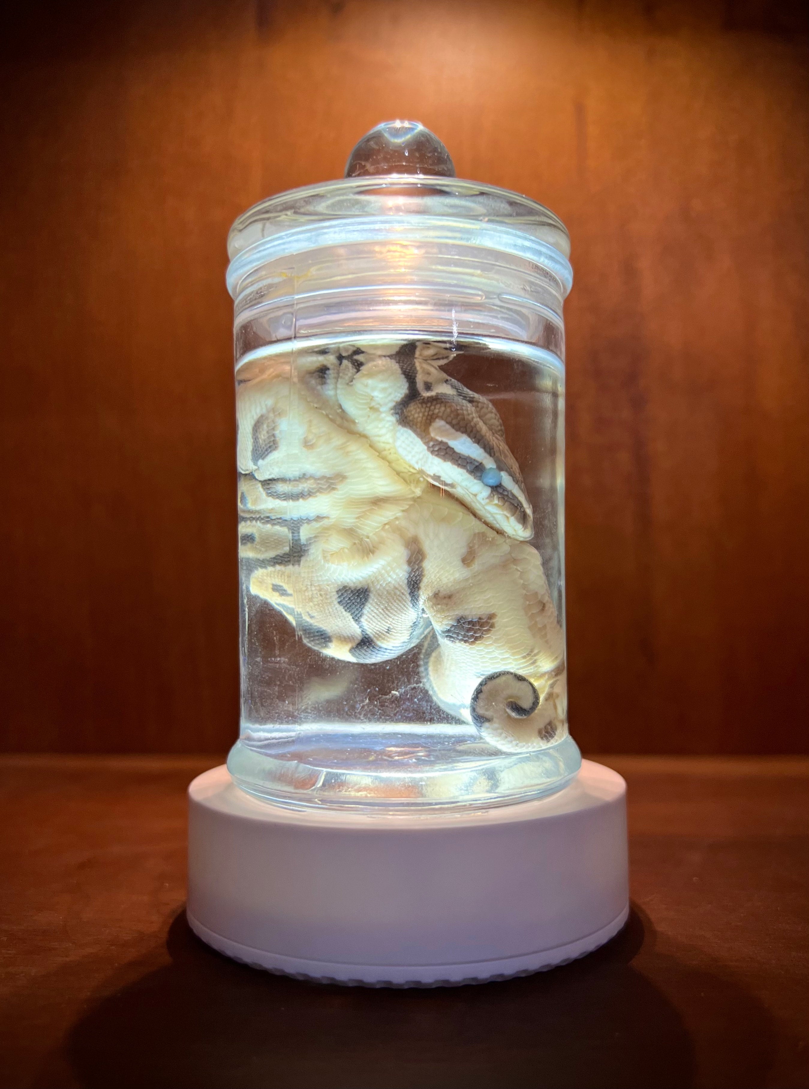 Deformed Hatchling Ball Python | The Wunderkammer Olde Curiosities Shoppe