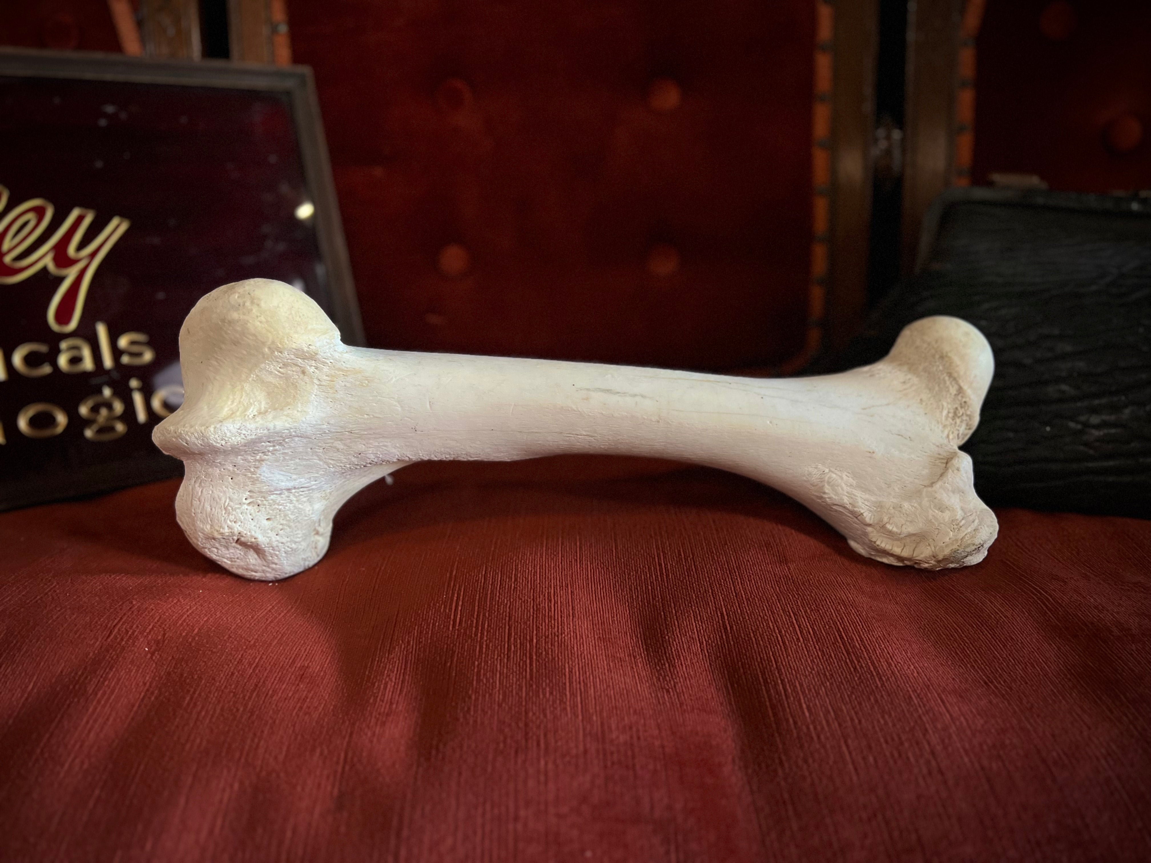 Giraffe Femur Bone | The Wunderkammer Olde Curiosities Shoppe