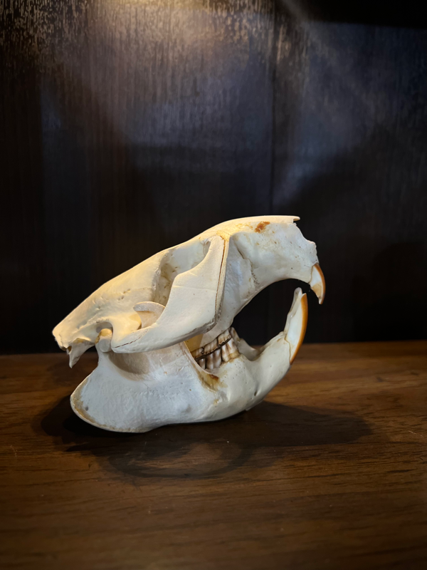 Beaver Skull | The Wunderkammer Olde Curiosities Shoppe